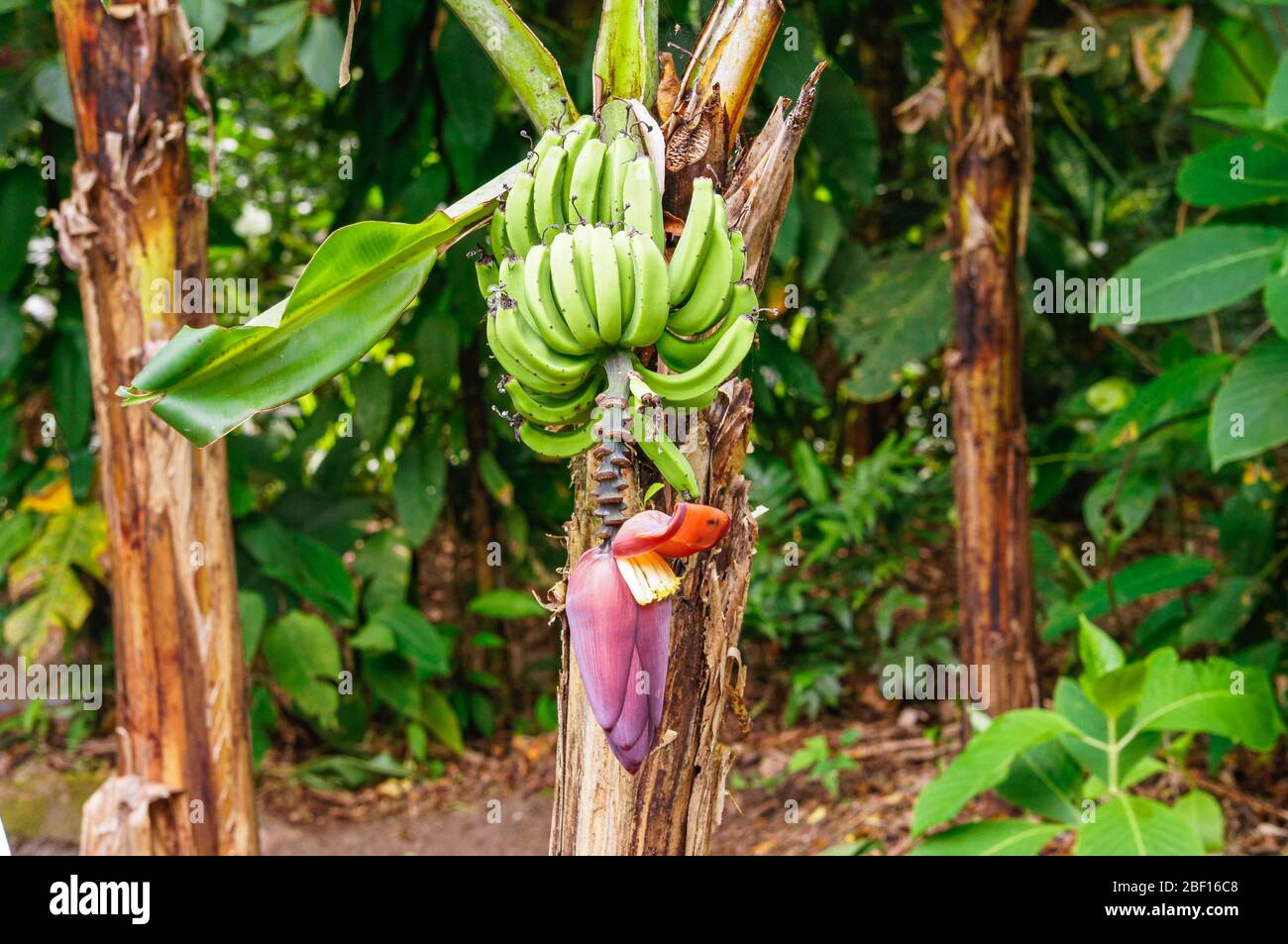 Banana Plantation Costa Rica High Resolution Stock Photography and ...