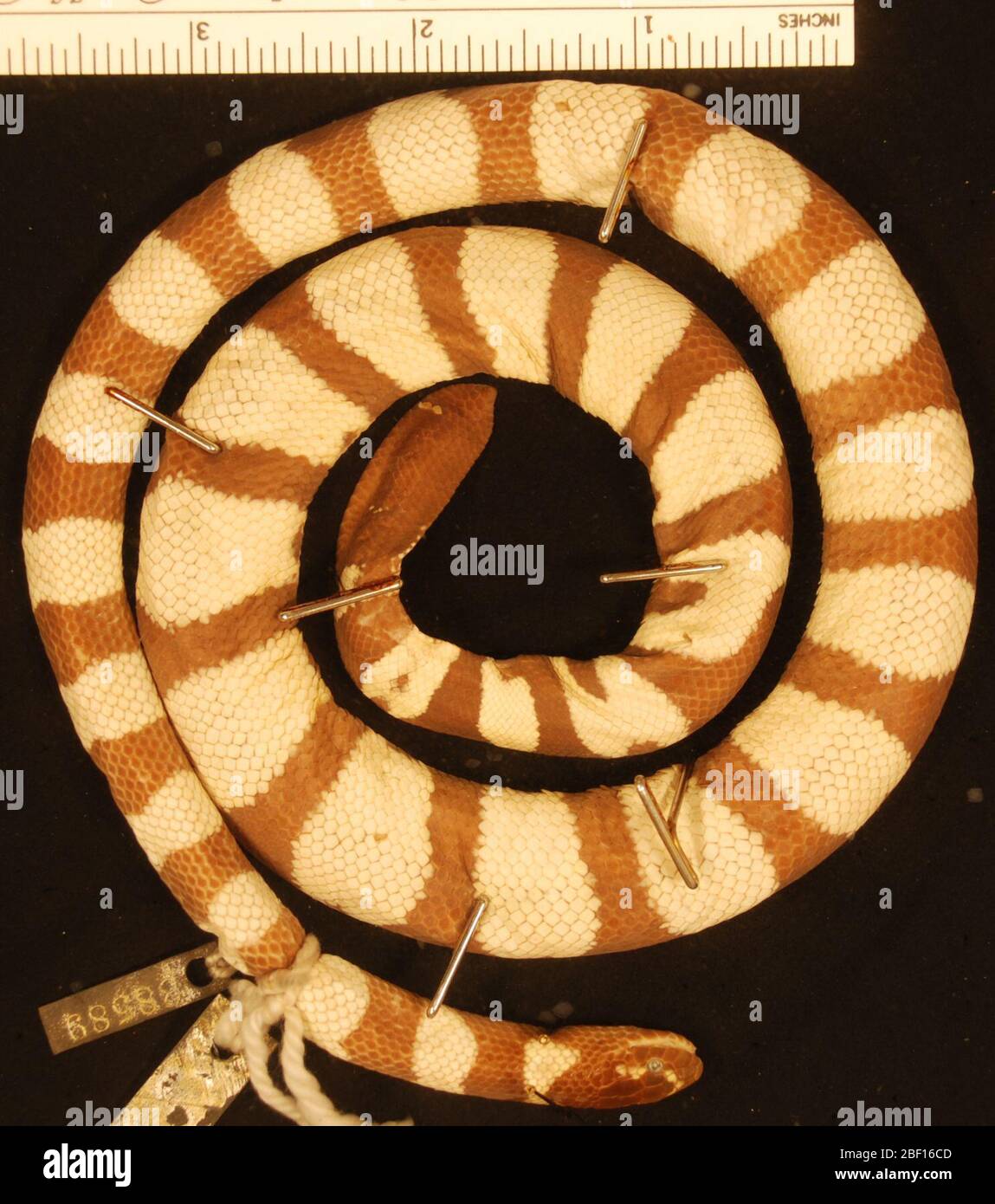 Hardwickii hi-res stock photography and images - Alamy