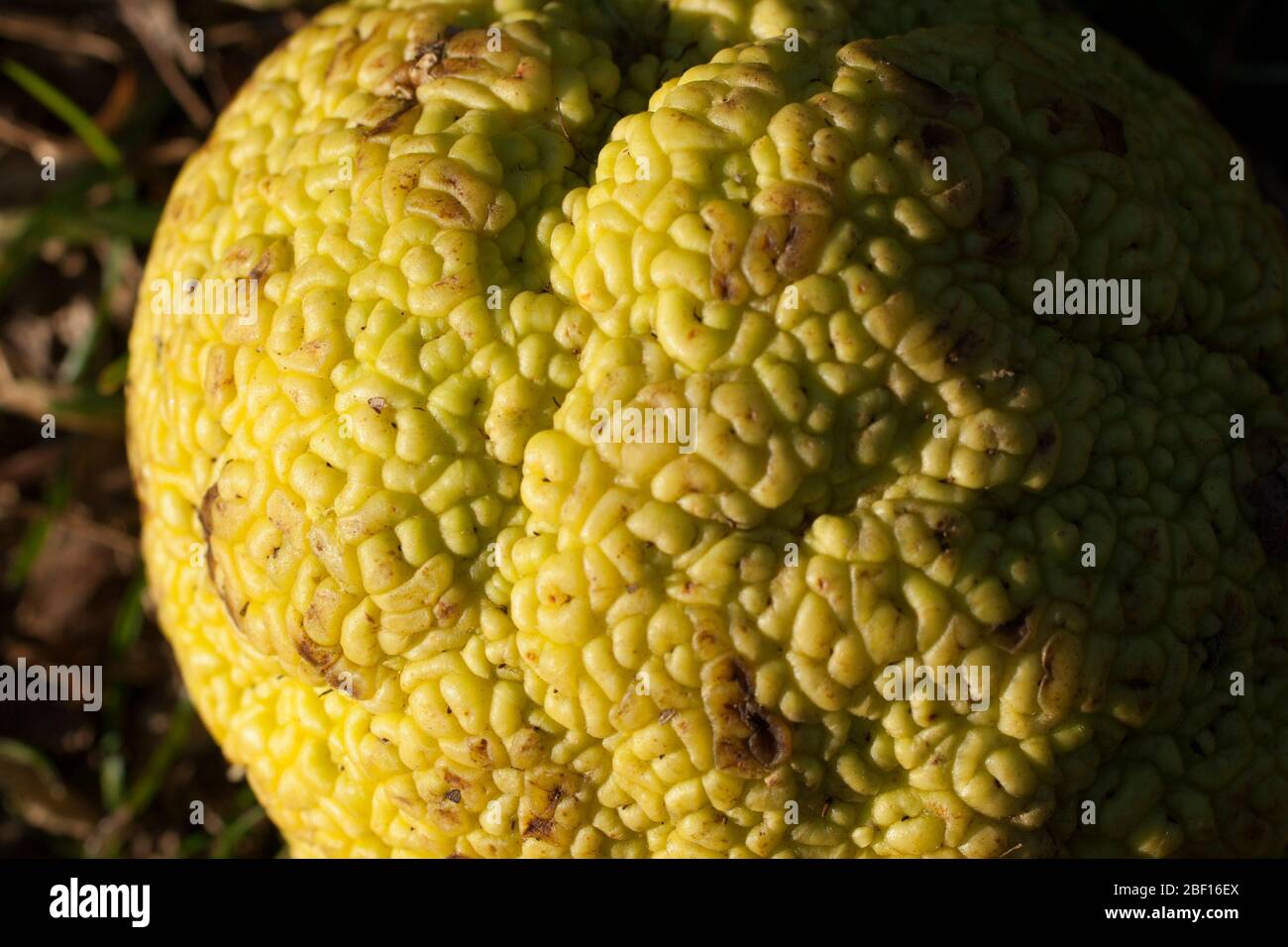 Osage Orange Fruit (Maclura pomifera Stock Photo - Alamy