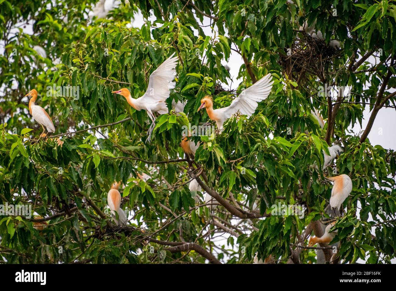 Cattle egret flock taking off hi-res stock photography and images - Alamy