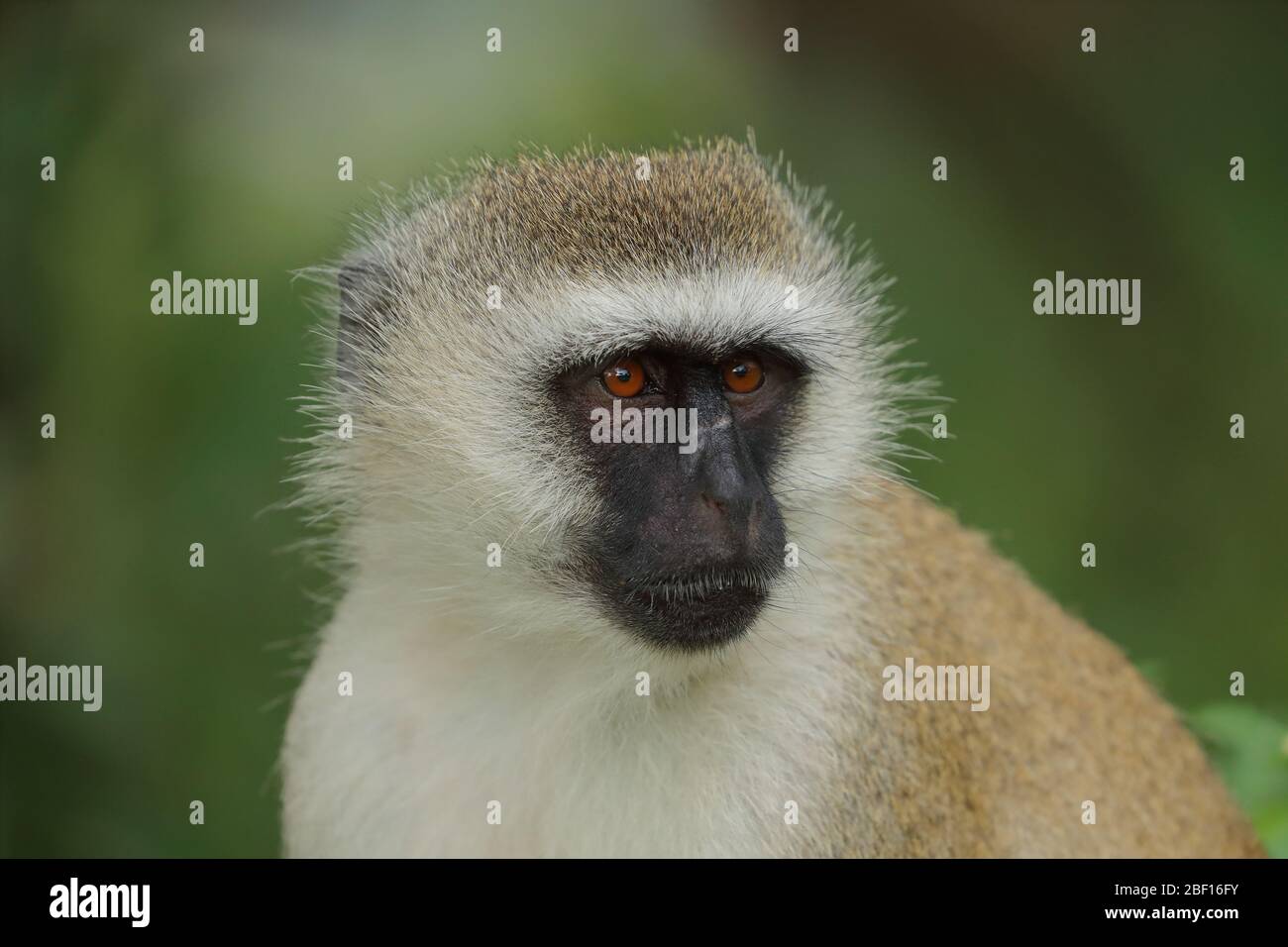 The vervet monkey, or simply vervet, is an Old World monkey of the family Cercopithecidae native ...