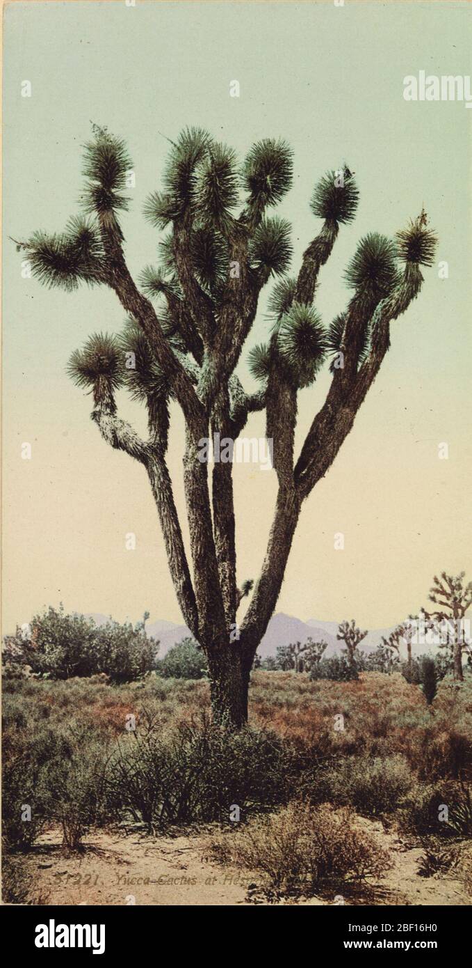 Cactus morphology hi-res stock photography and images - Alamy