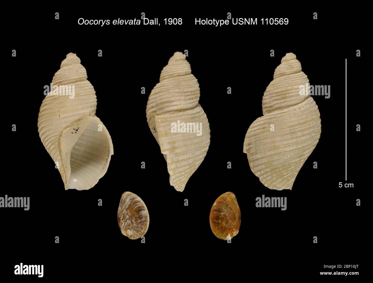 Oocorys elevata. 20 Jan 201646491 Stock Photo - Alamy