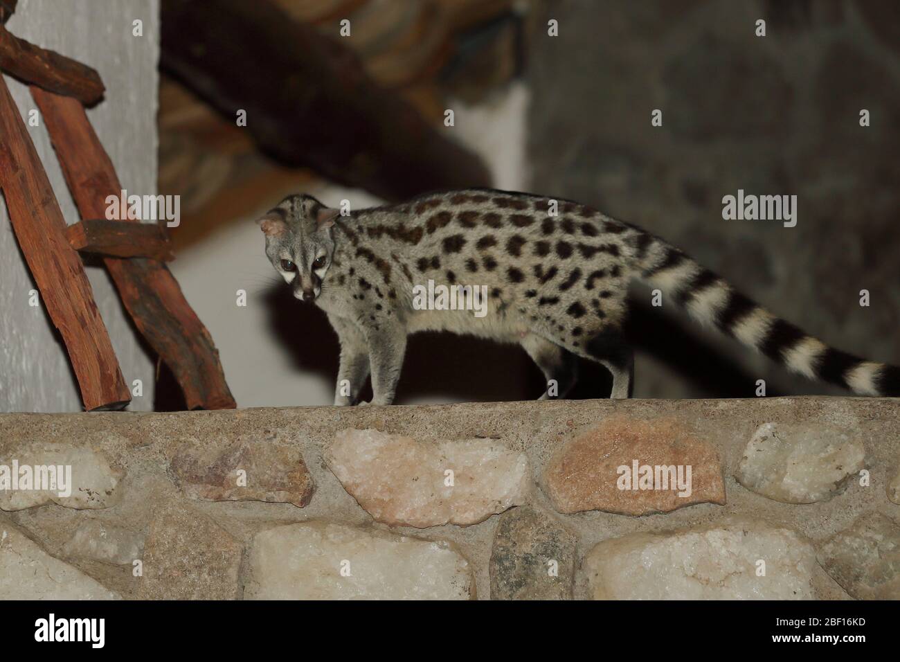 African large spotted genet hi-res stock photography and images - Alamy