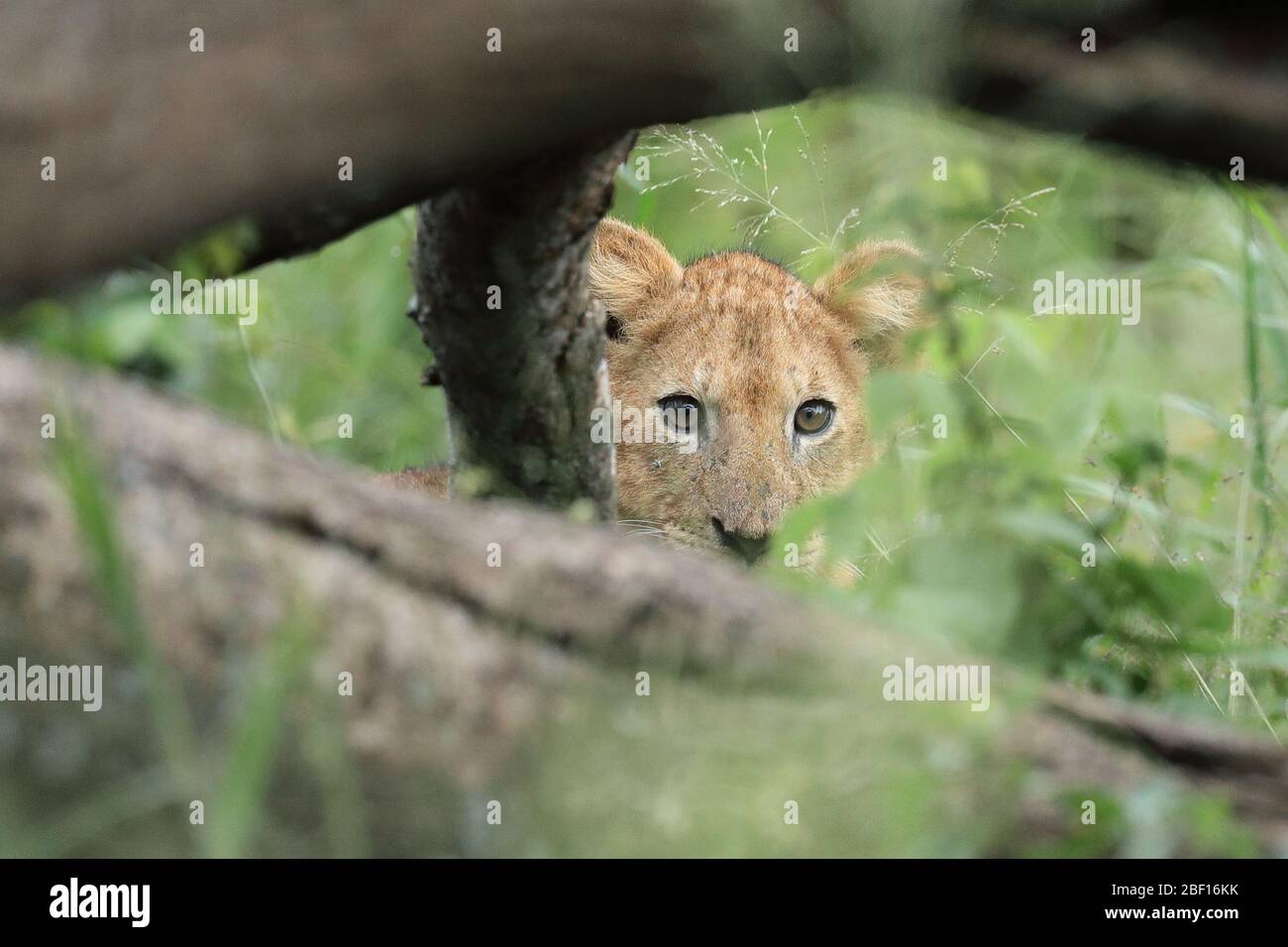 Lion cubs are born with tawny black spots which eventually disappears ...