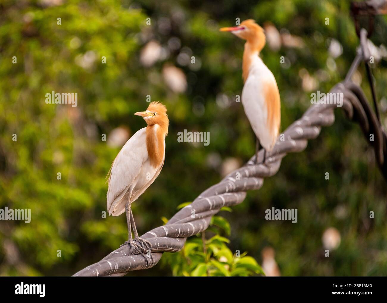 Flock of egrets on trees hi-res stock photography and images - Alamy
