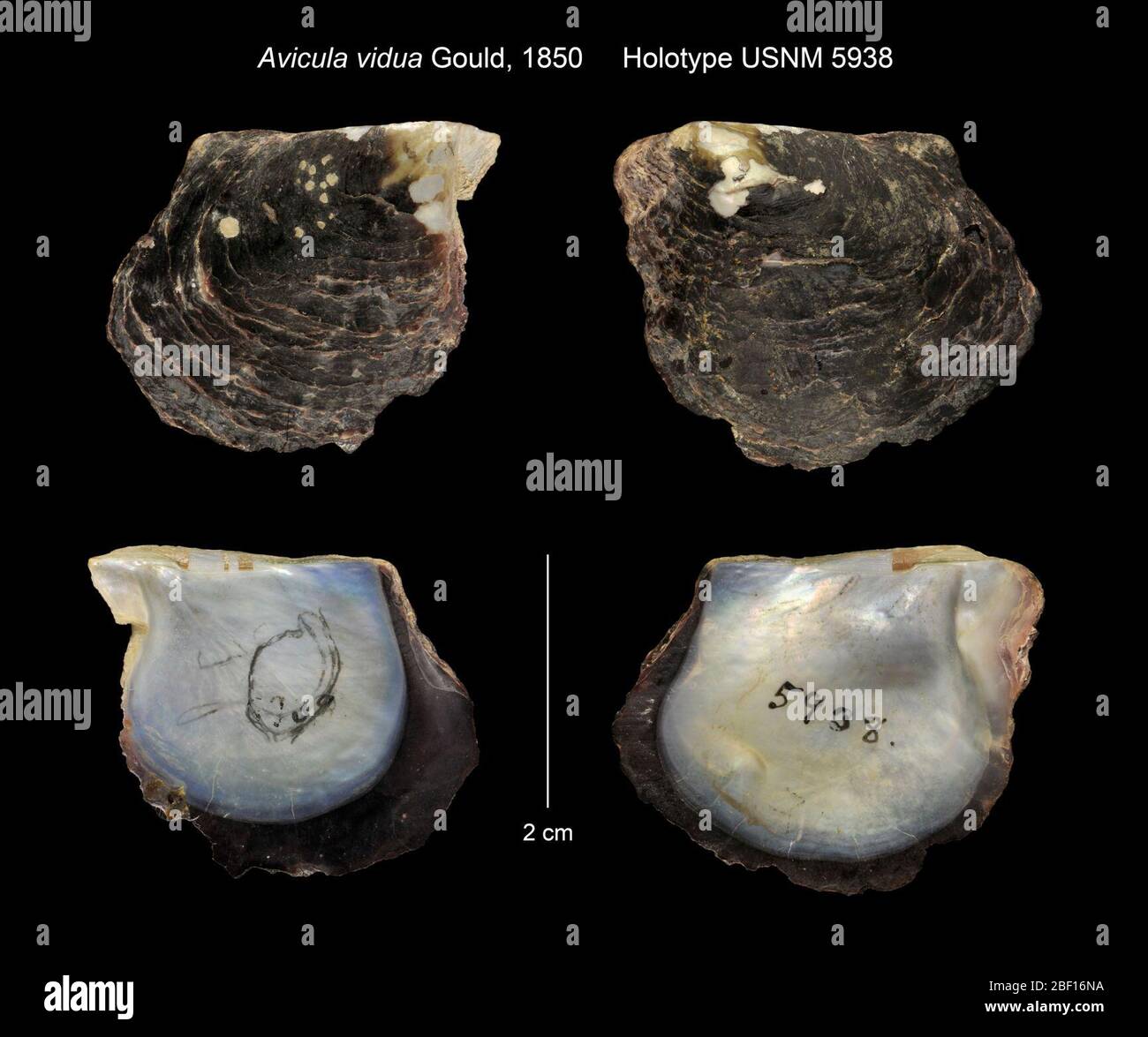 Avicula hi-res stock photography and images - Alamy