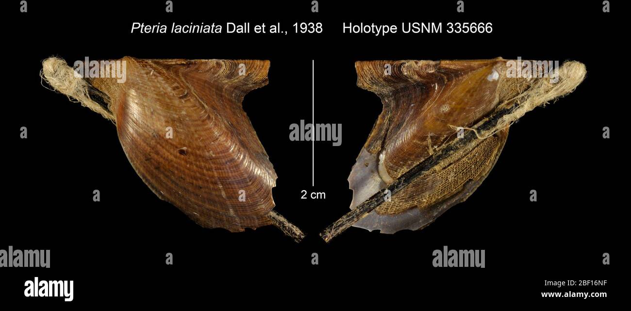 Pteria hi-res stock photography and images - Alamy