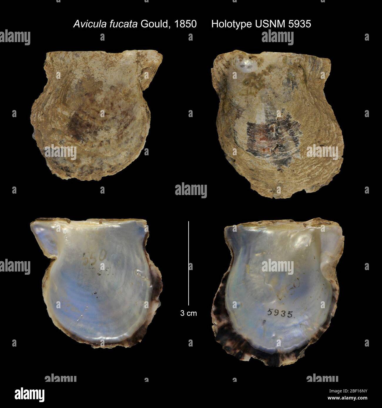 Avicula hi-res stock photography and images - Alamy