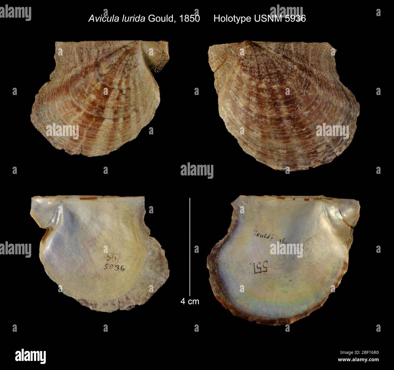 Avicula hi-res stock photography and images - Alamy