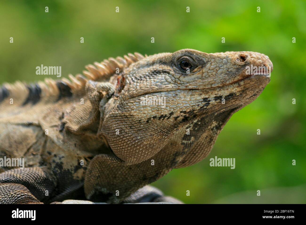 Close-up head portrait of an iguana Stock Photo - Alamy
