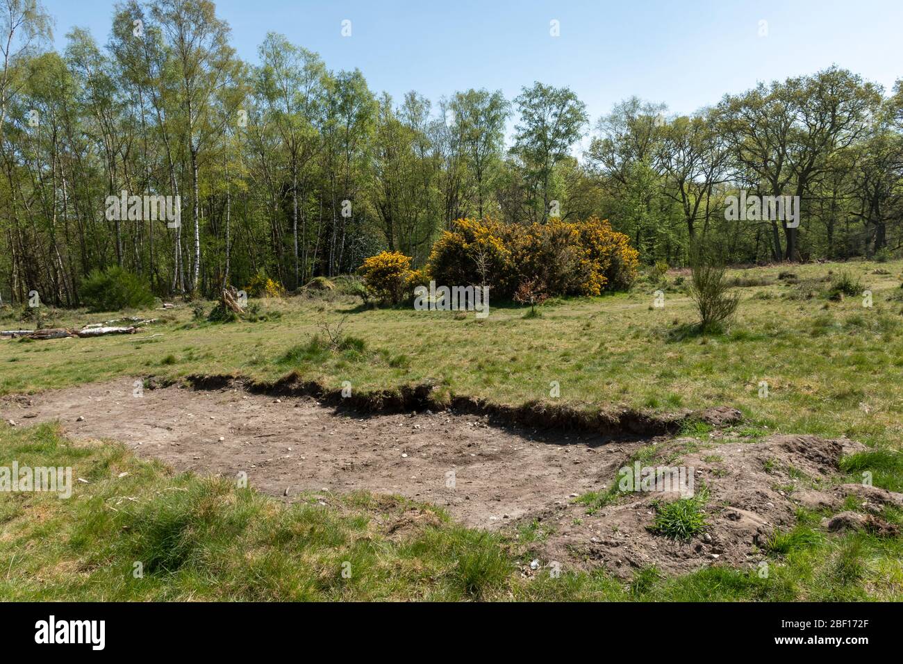 A scrape made on a heathland site to provide bare ground for insects ...