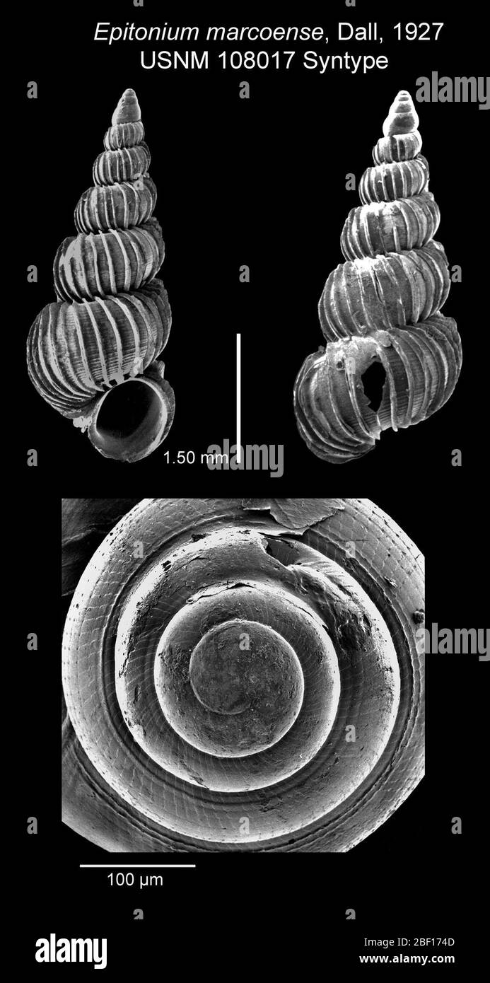 Epitonium hi-res stock photography and images - Alamy