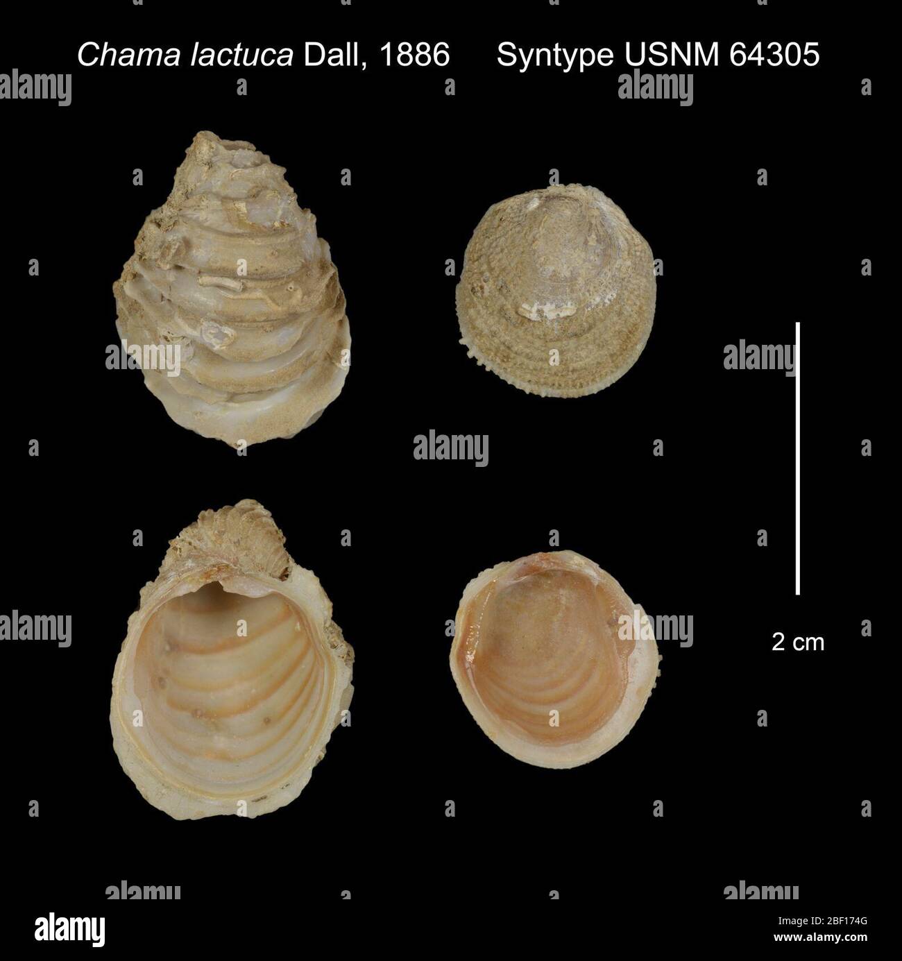 Lactuca natural history museum hi-res stock photography and images - Alamy