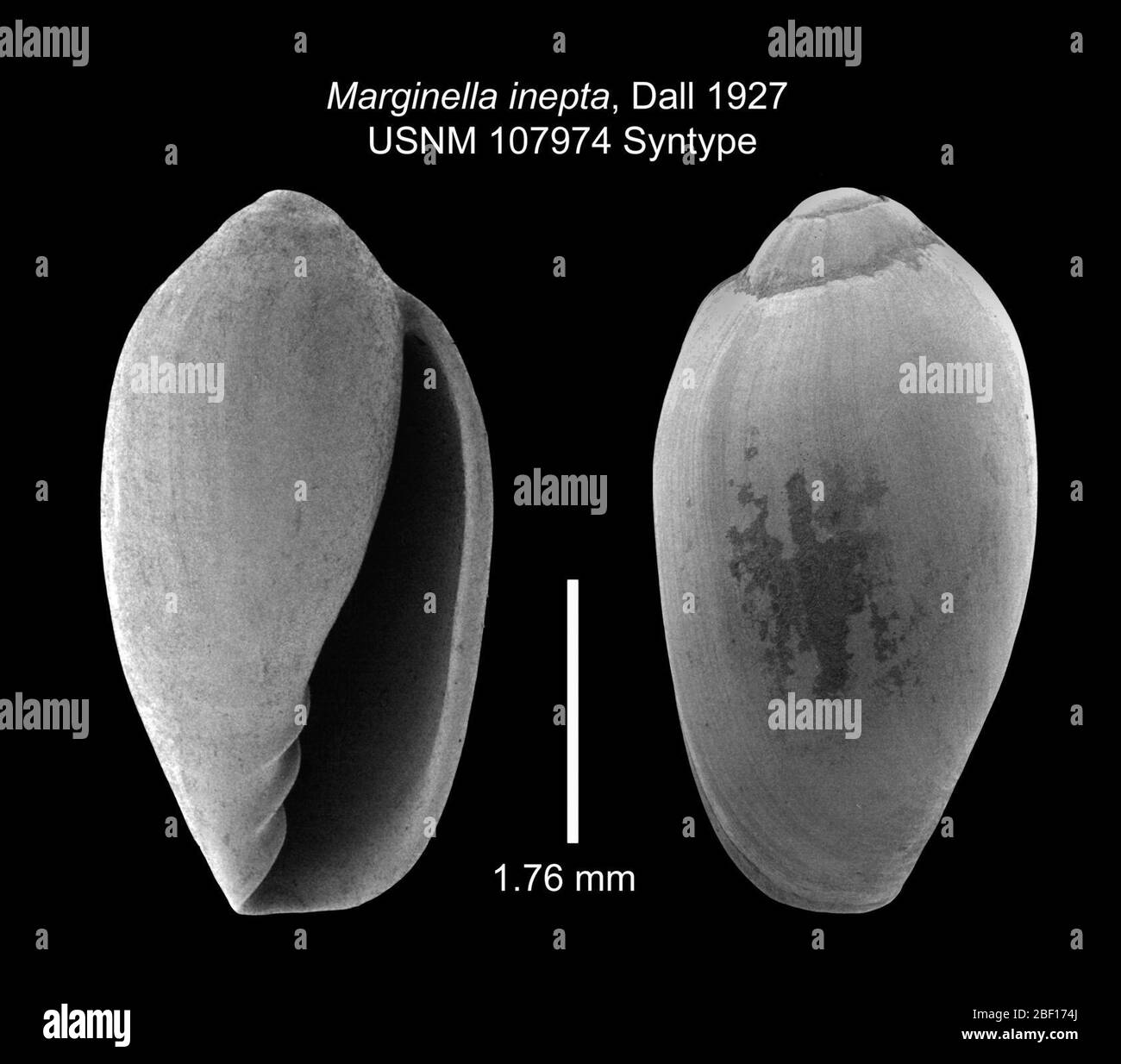 Marginella hi-res stock photography and images - Alamy