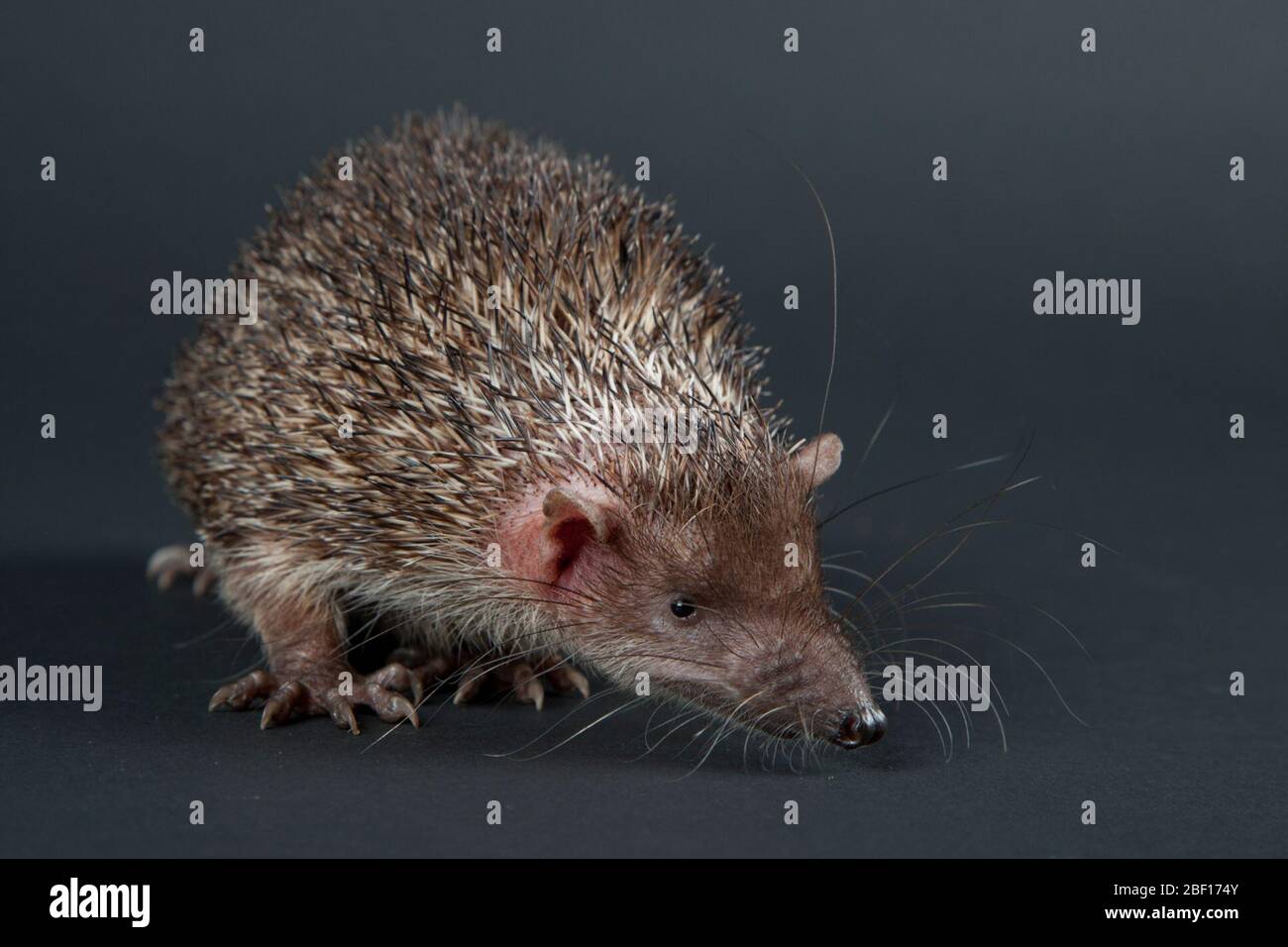 Large madagascar hedgehog hi-res stock photography and images - Alamy
