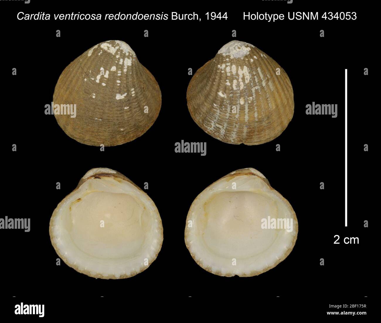 Cardita High Resolution Stock Photography and Images - Alamy