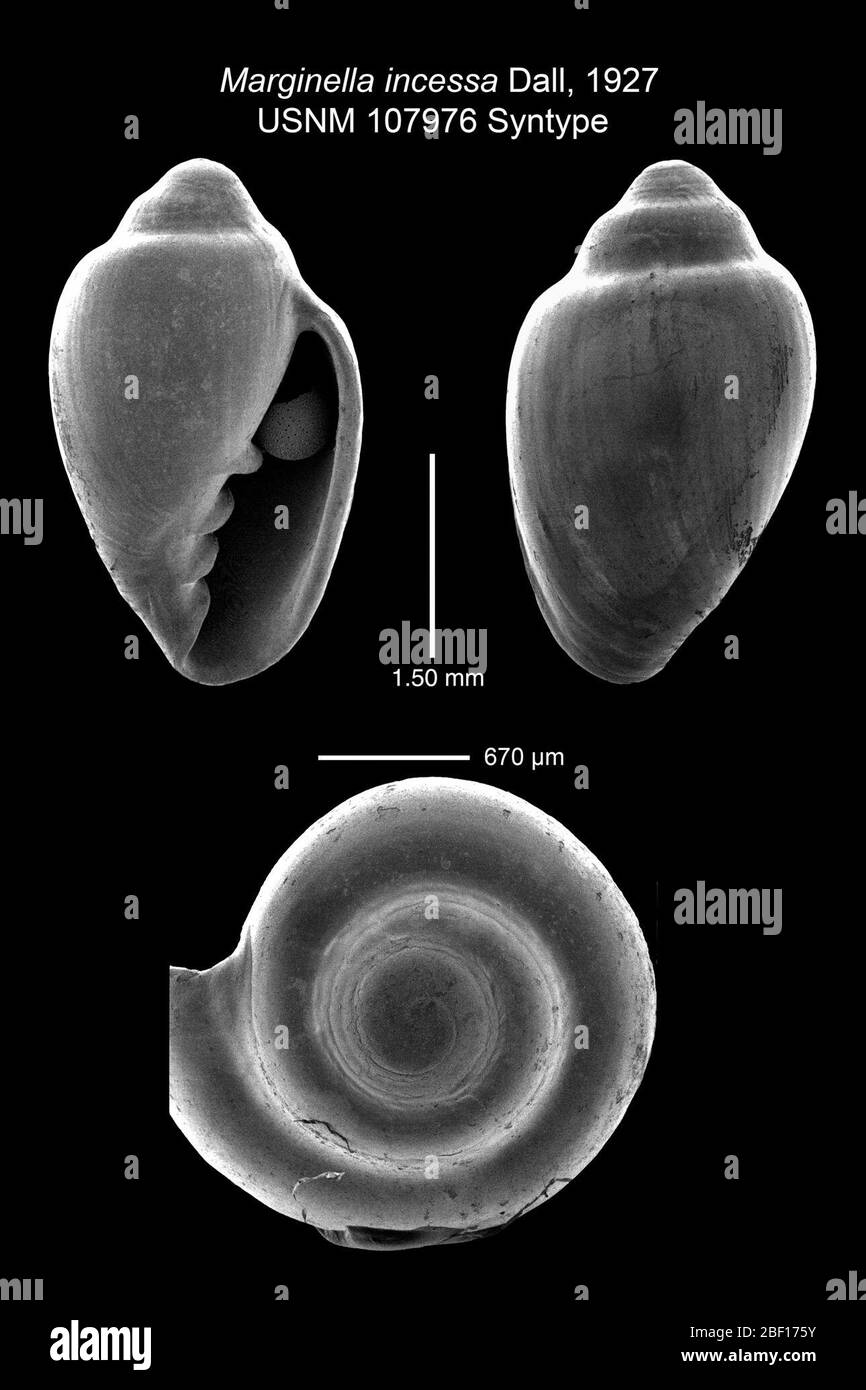 Marginella hi-res stock photography and images - Alamy