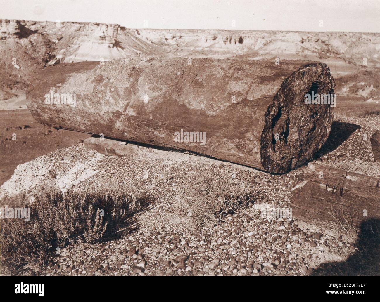 The Big Log Cannon in the Petrified Forest Stock Photo - Alamy