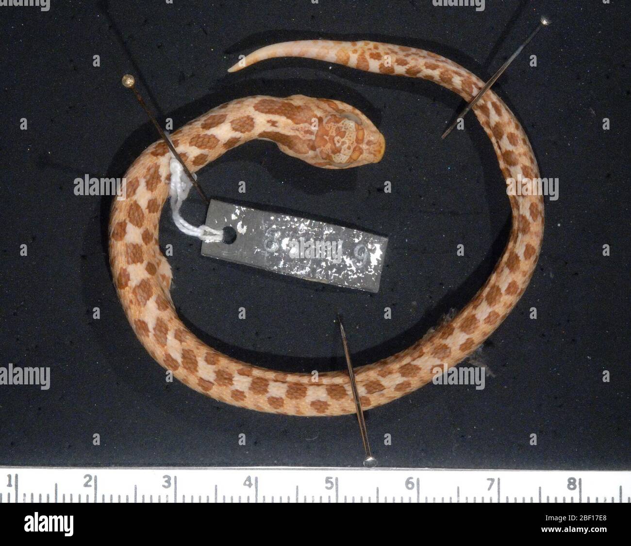 Heterodon simus. 2 Oct 20181 Stock Photo - Alamy