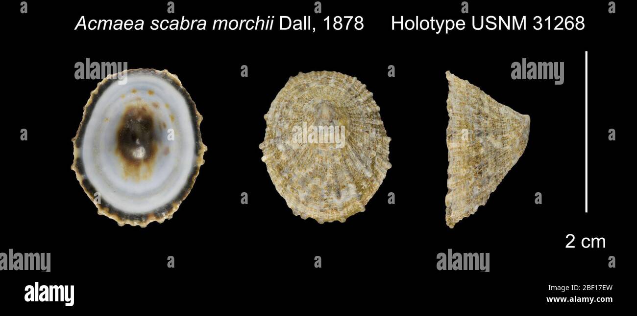 Acmaea scabra morchii. 20 Jan 20161 Stock Photo - Alamy