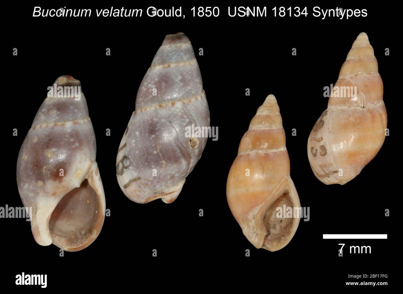 Buccinum Bullia velatum. 20 Jan 20162 Stock Photo - Alamy