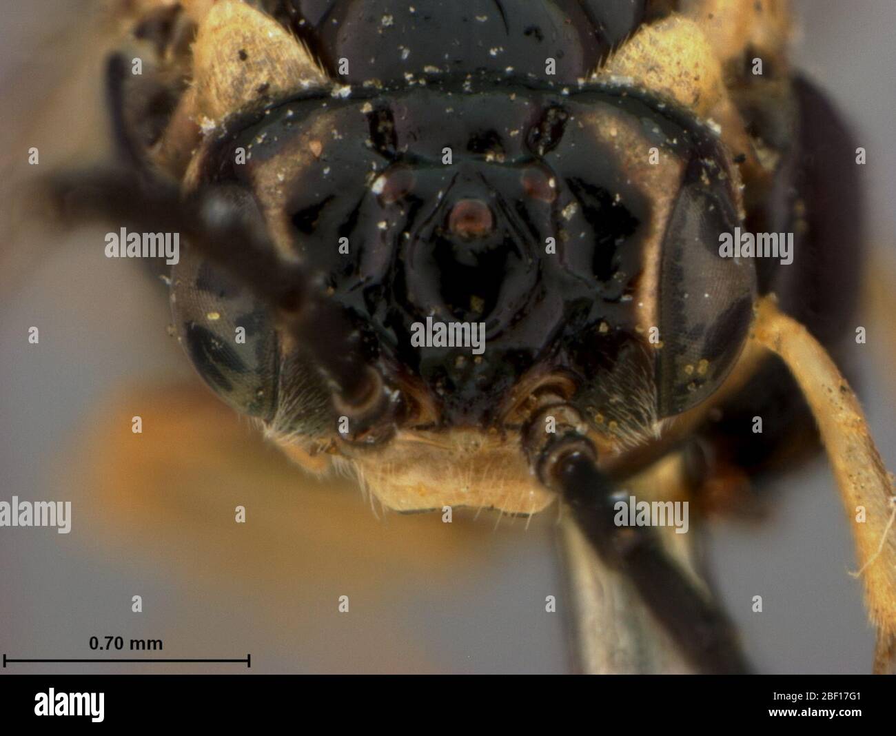 Eriocampidea arizonensis. 9 Jan 20141 Stock Photo - Alamy