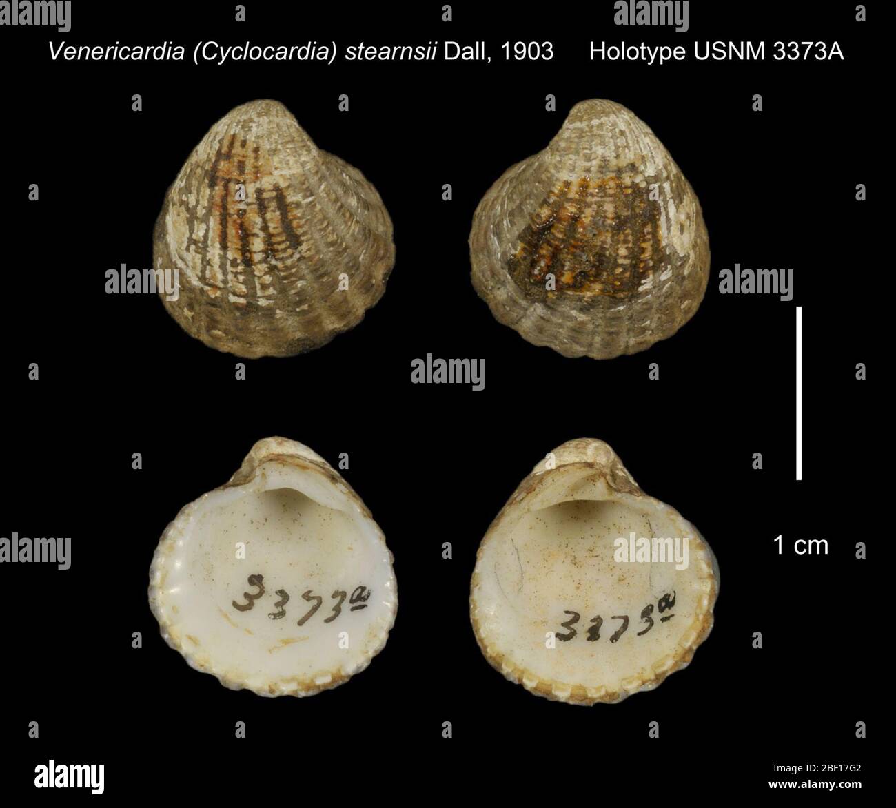 Venericardia Cyclocardia stearnsii. 20 Jan 20161 Stock Photo - Alamy