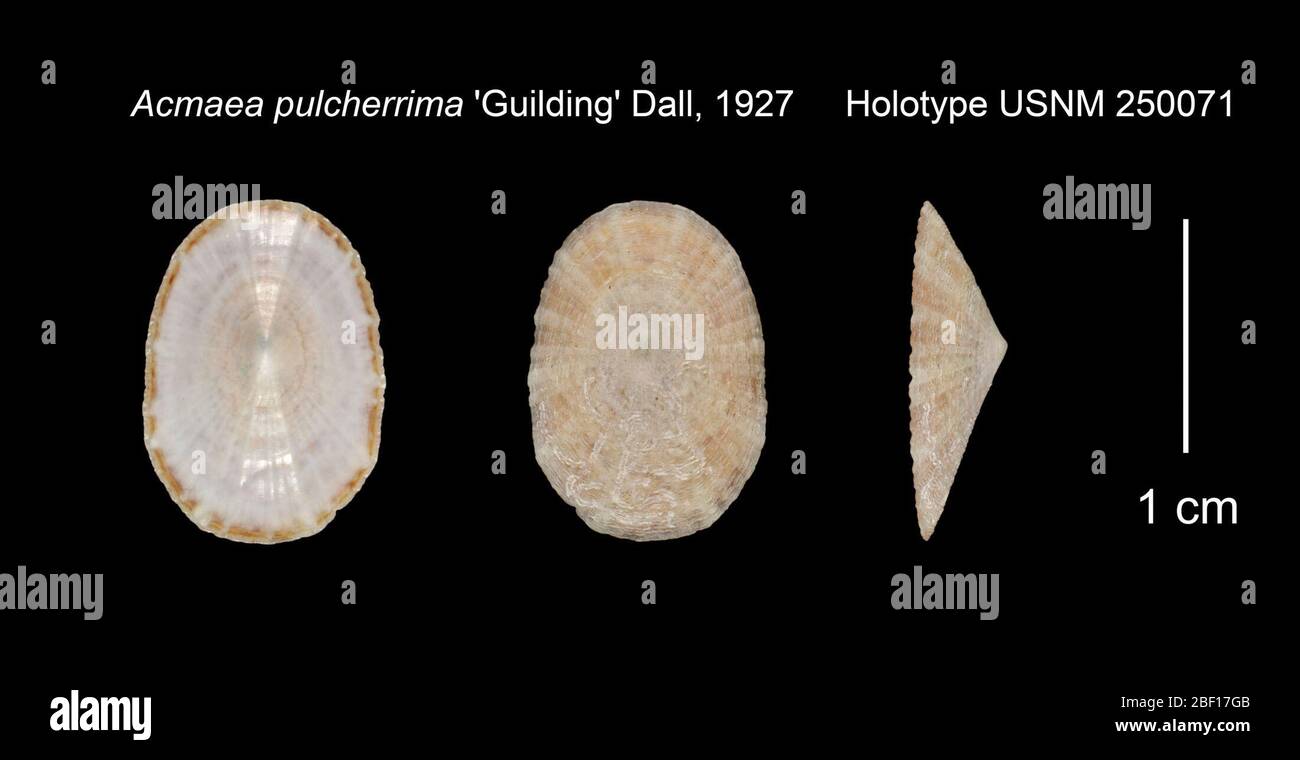 S pulcherrima hi-res stock photography and images - Alamy
