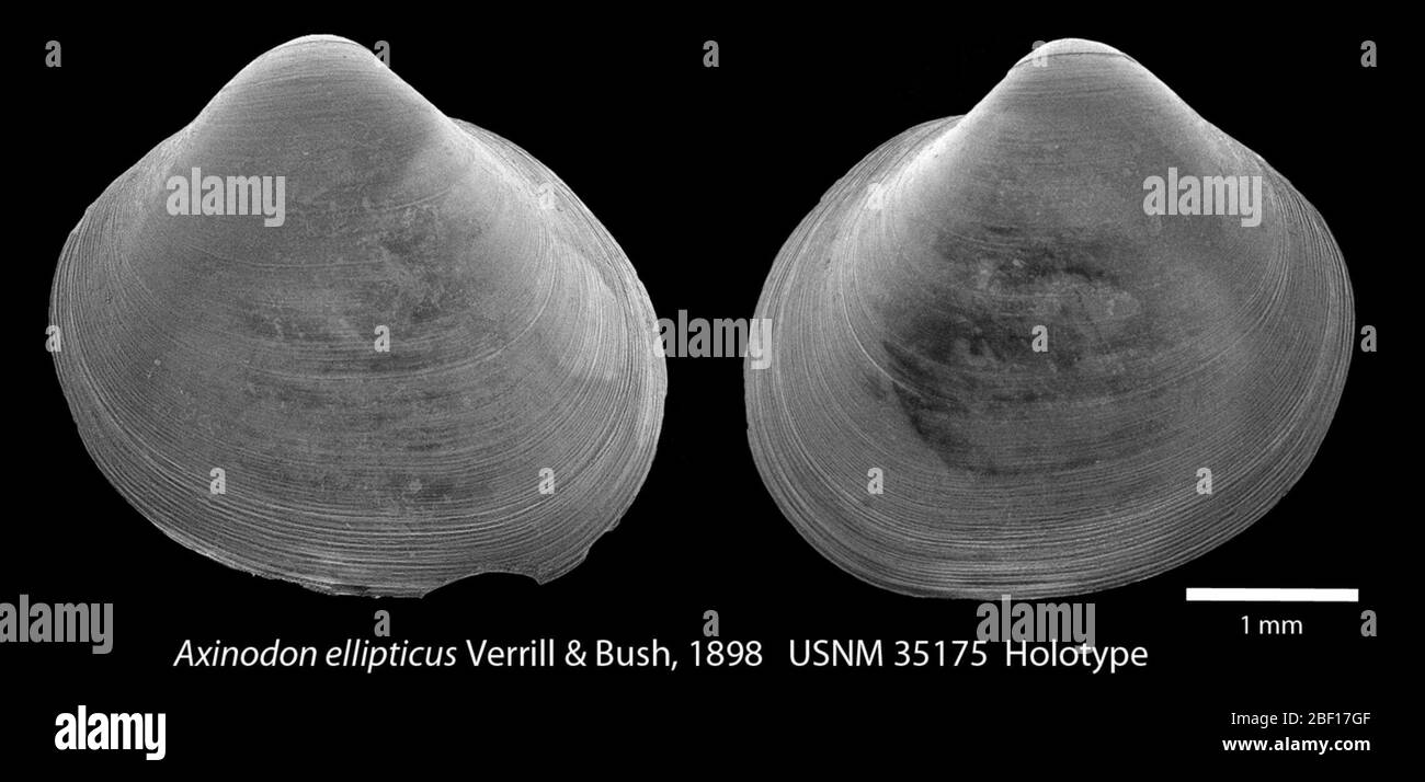 Ellipticus hi-res stock photography and images - Alamy