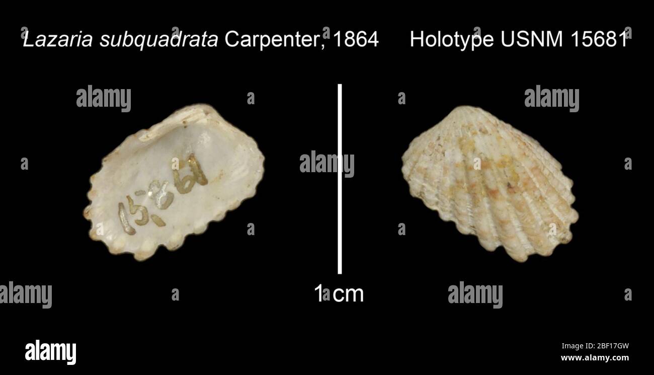 Lazaria hi-res stock photography and images - Alamy