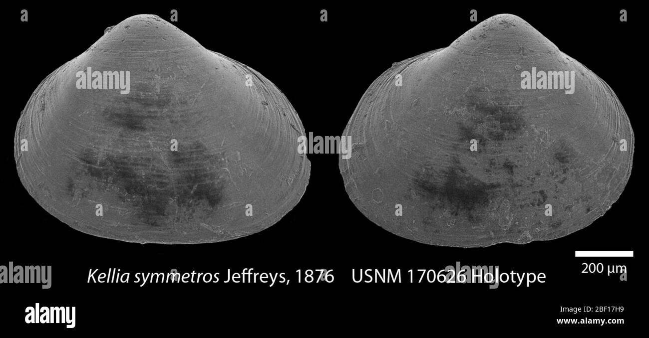 Latin taxonomy Black and White Stock Photos & Images - Alamy