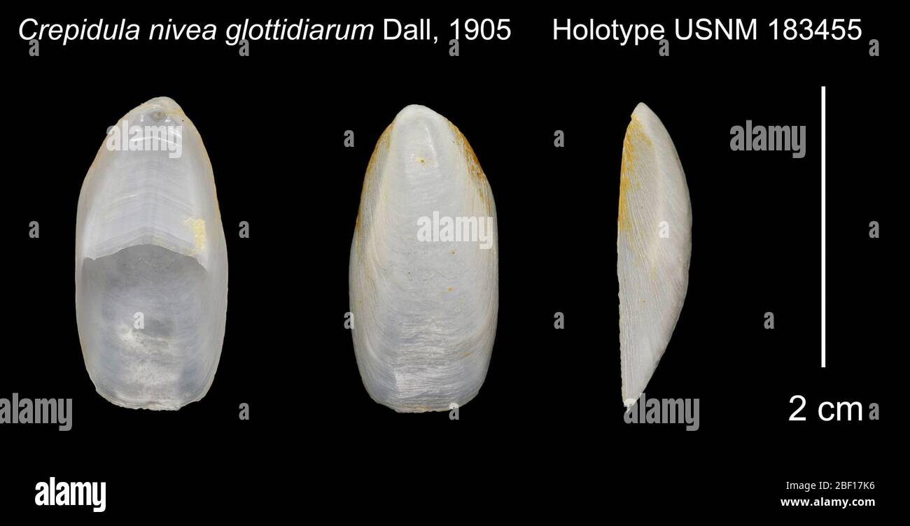 Crepidula hi-res stock photography and images - Alamy