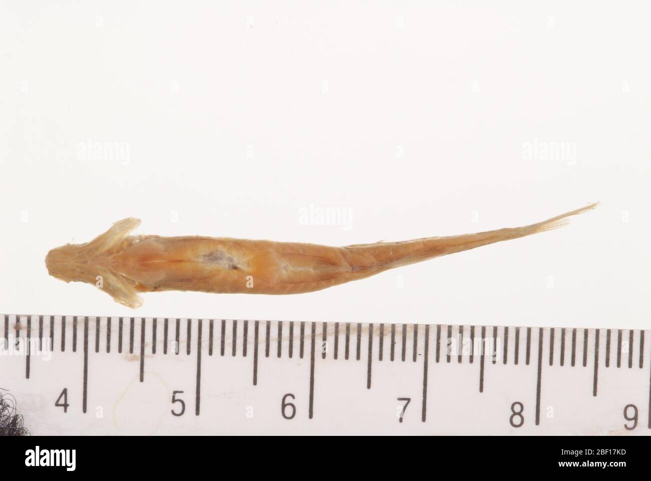 1985 6 hi-res stock photography and images - Alamy