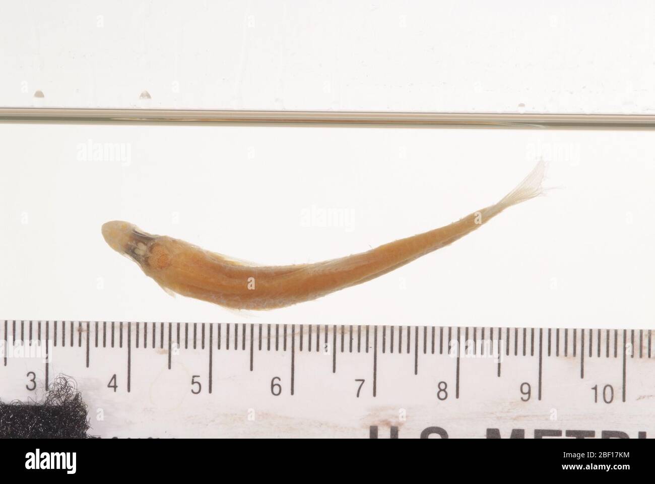 Notropis hi-res stock photography and images - Alamy