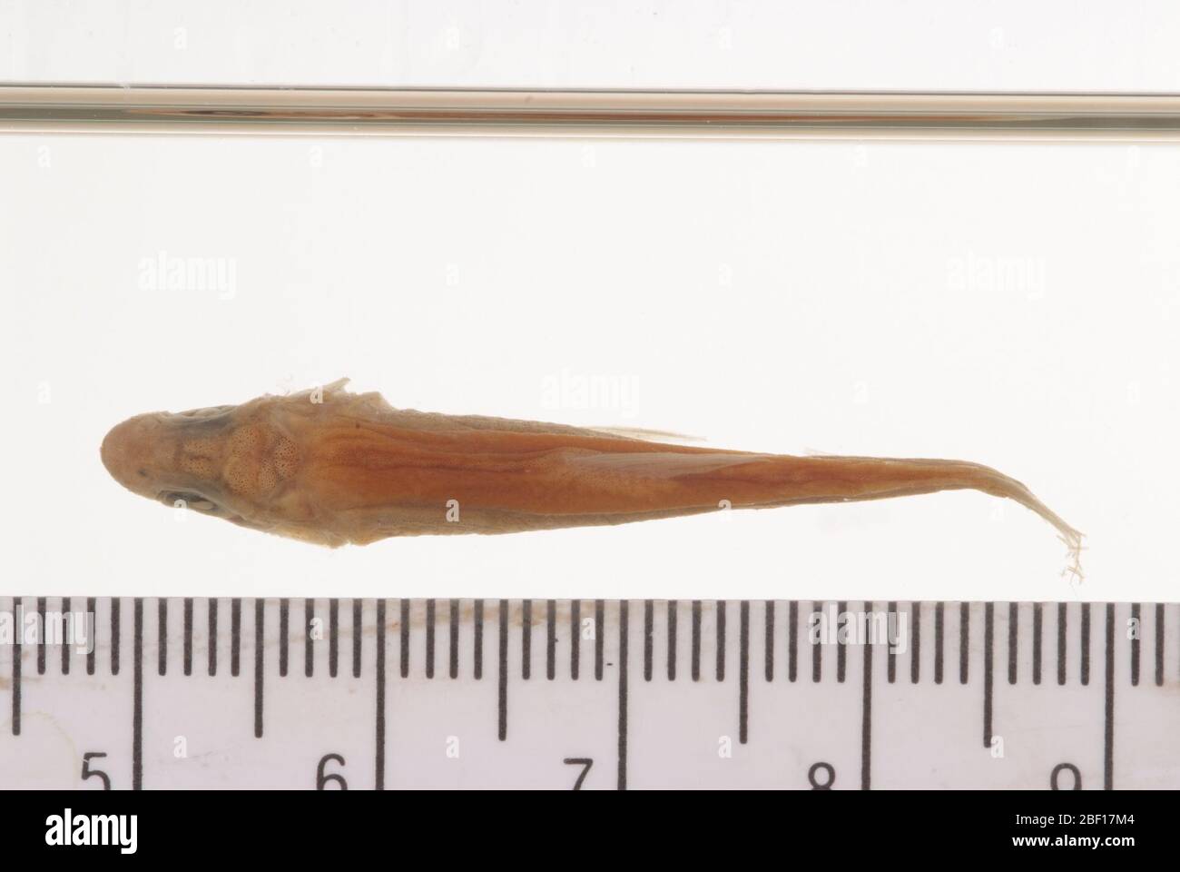 Gilberti High Resolution Stock Photography and Images - Alamy