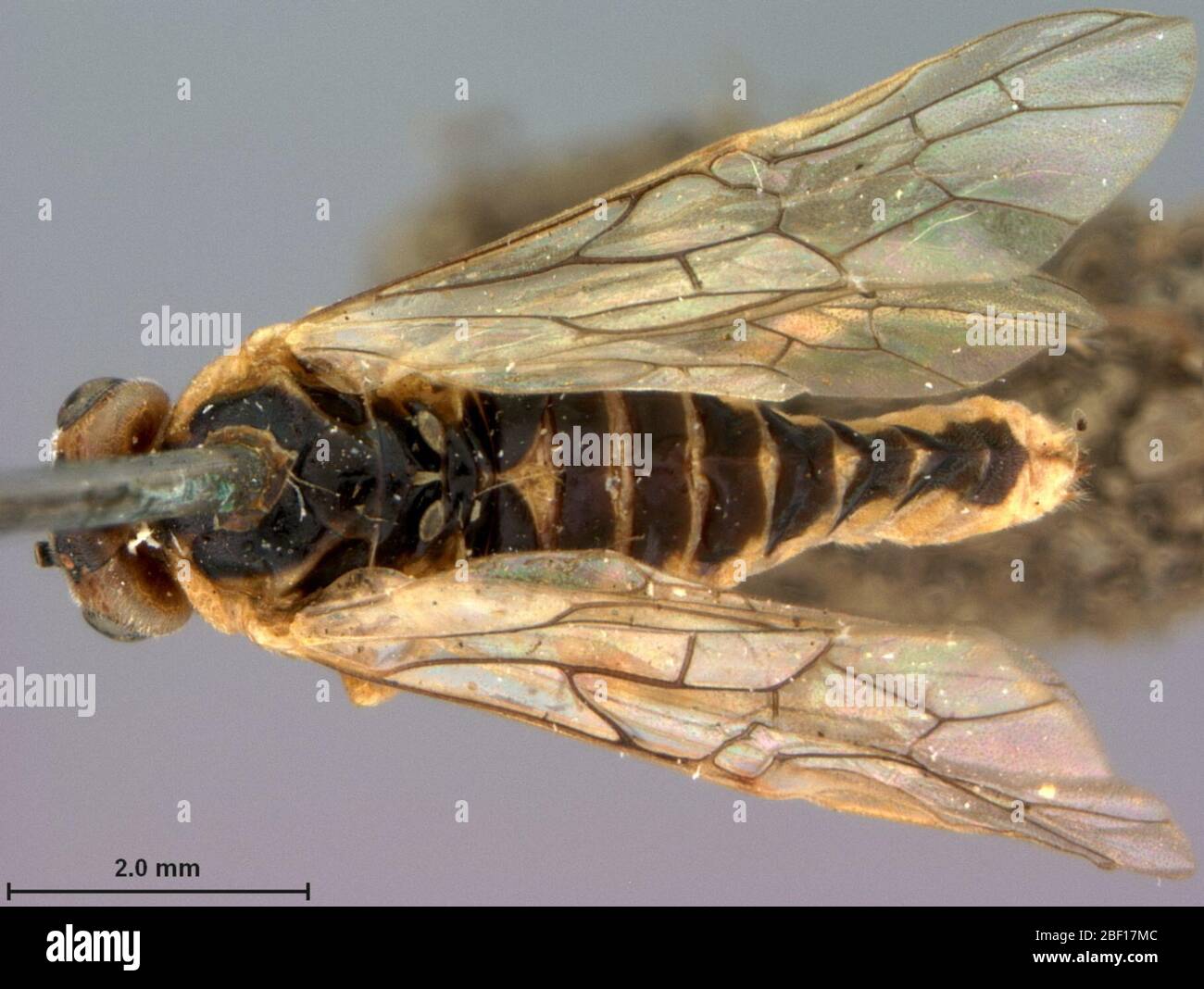 Pteronus hi-res stock photography and images - Alamy