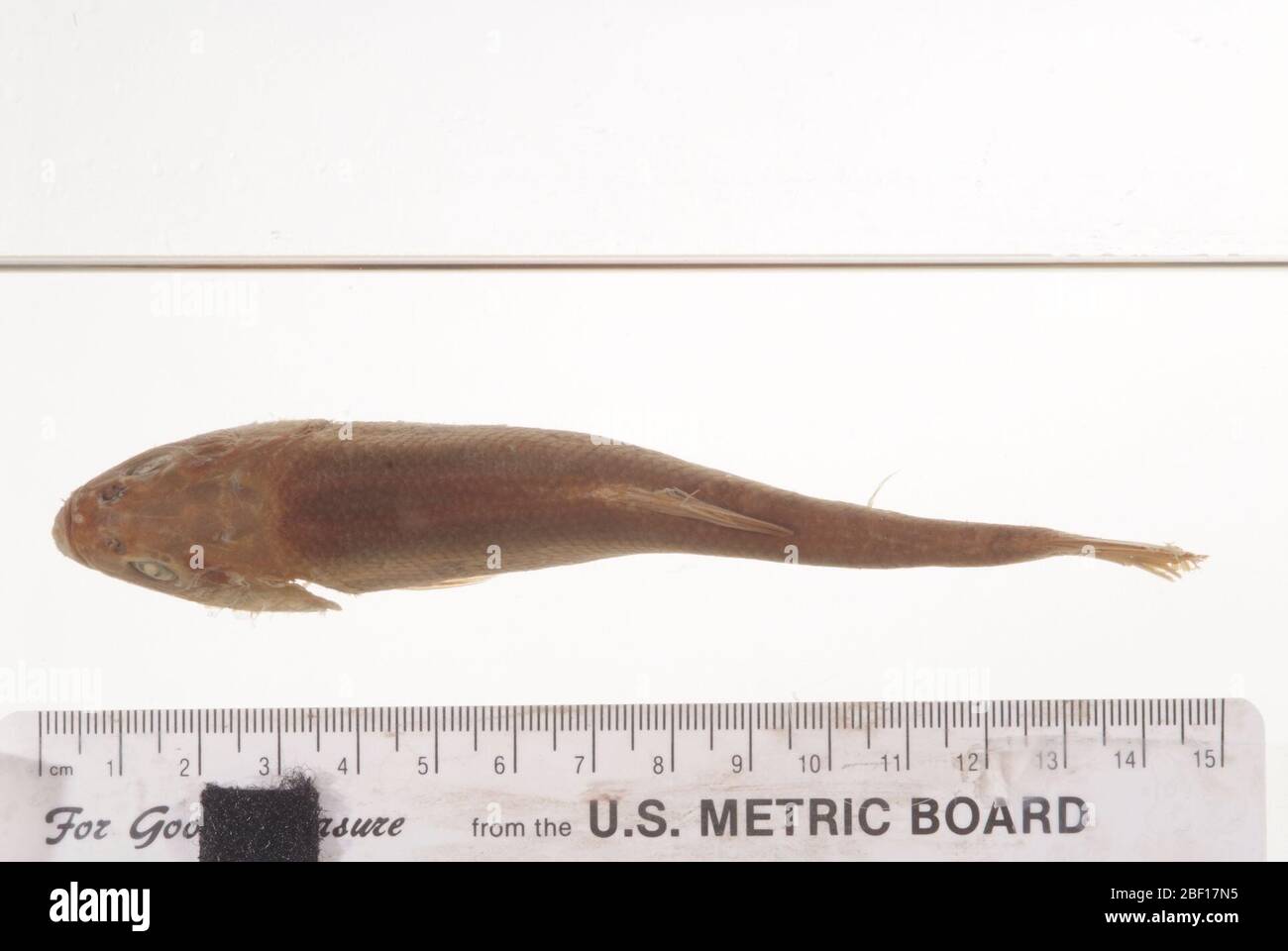 Siboma atraria. 2 pharyngeals in osteo collection. type in jar storage ...