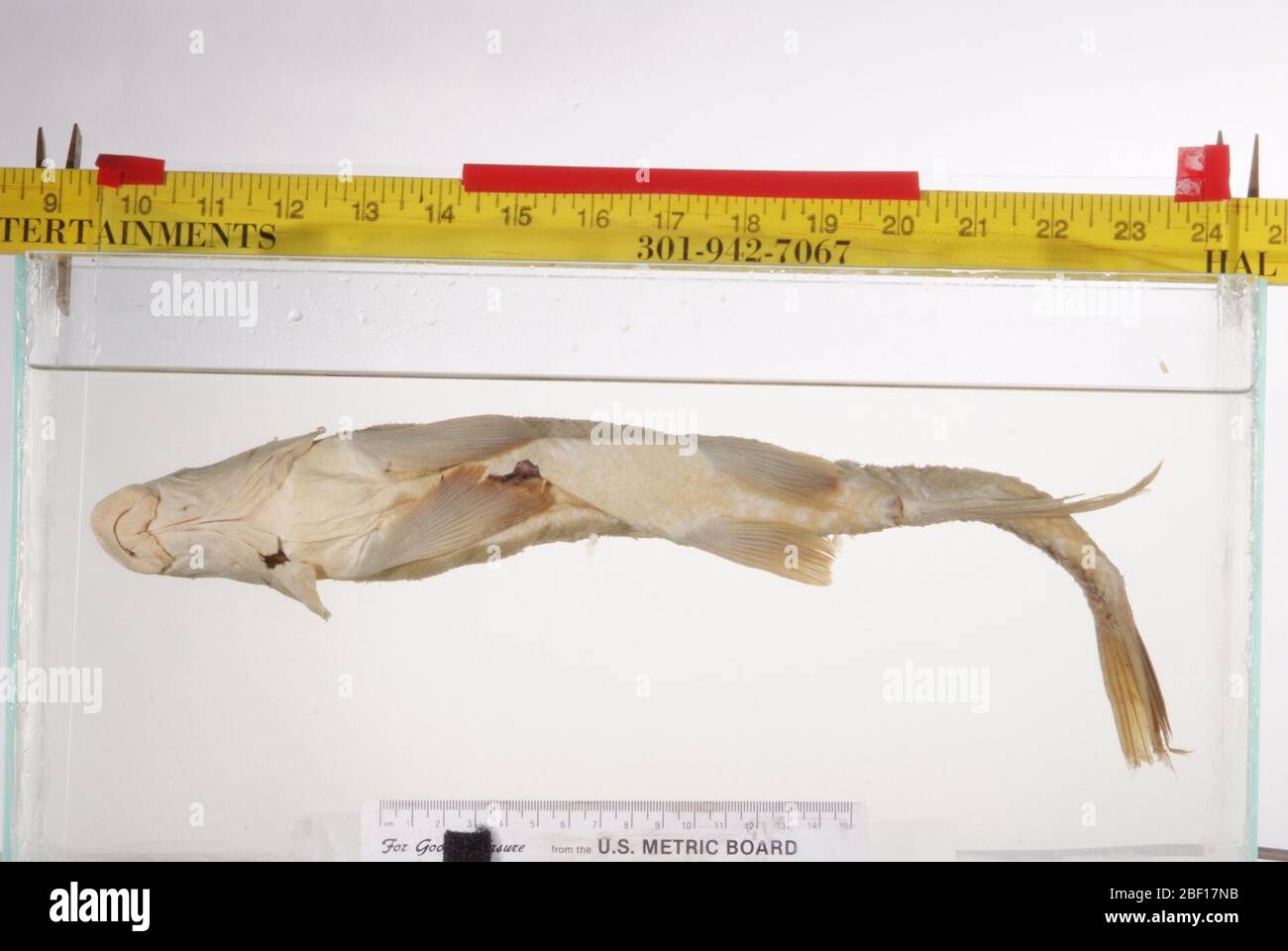 Catostomus macrocheilus. Pharyngeal bone #2793, 1 arch; 1 alch. spec ...