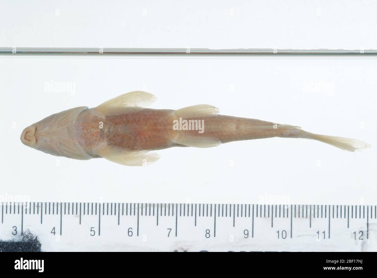 Catostomus nigricans etowanus. Type type status confirmed by c. r ...