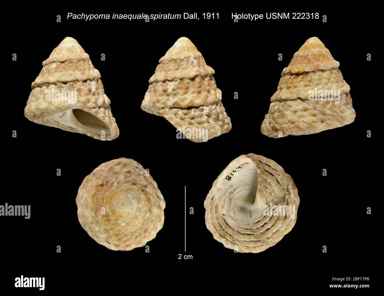 Inaequale hi-res stock photography and images - Alamy