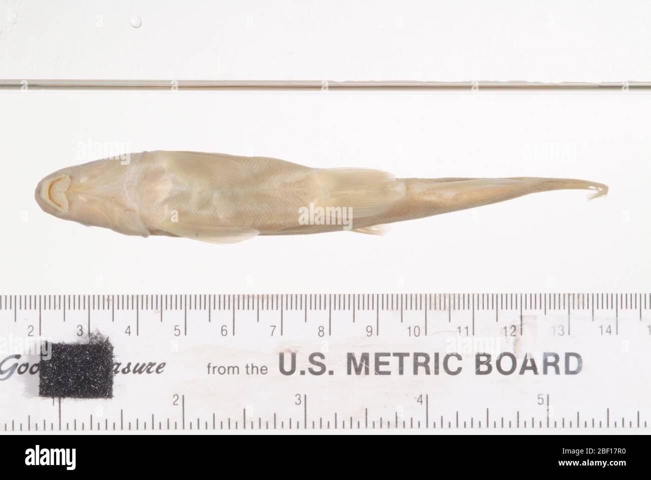 Catostomus plebeius. 7 of orig. 8 spec. removed to USNM 196398 ...