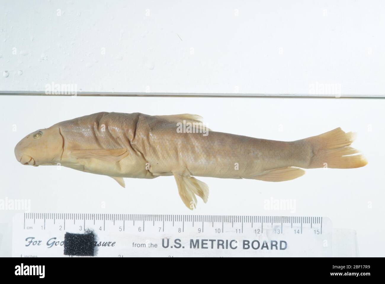 Evermann hi-res stock photography and images - Alamy