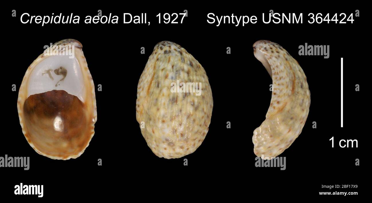 Crepidula hi-res stock photography and images - Alamy