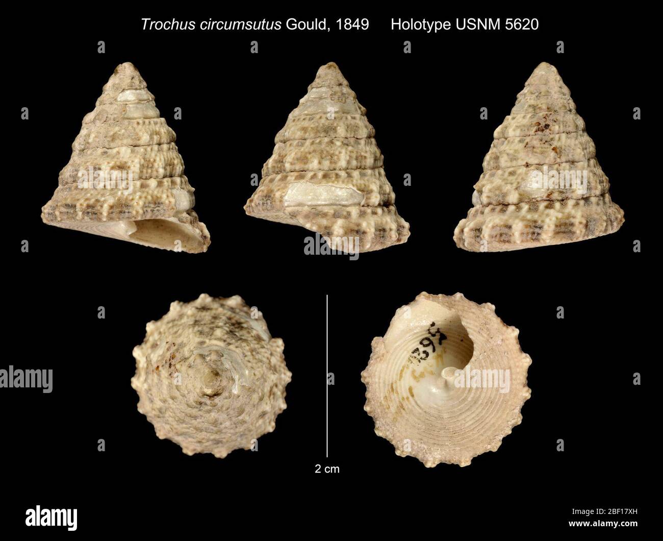 Trochus hi-res stock photography and images - Alamy