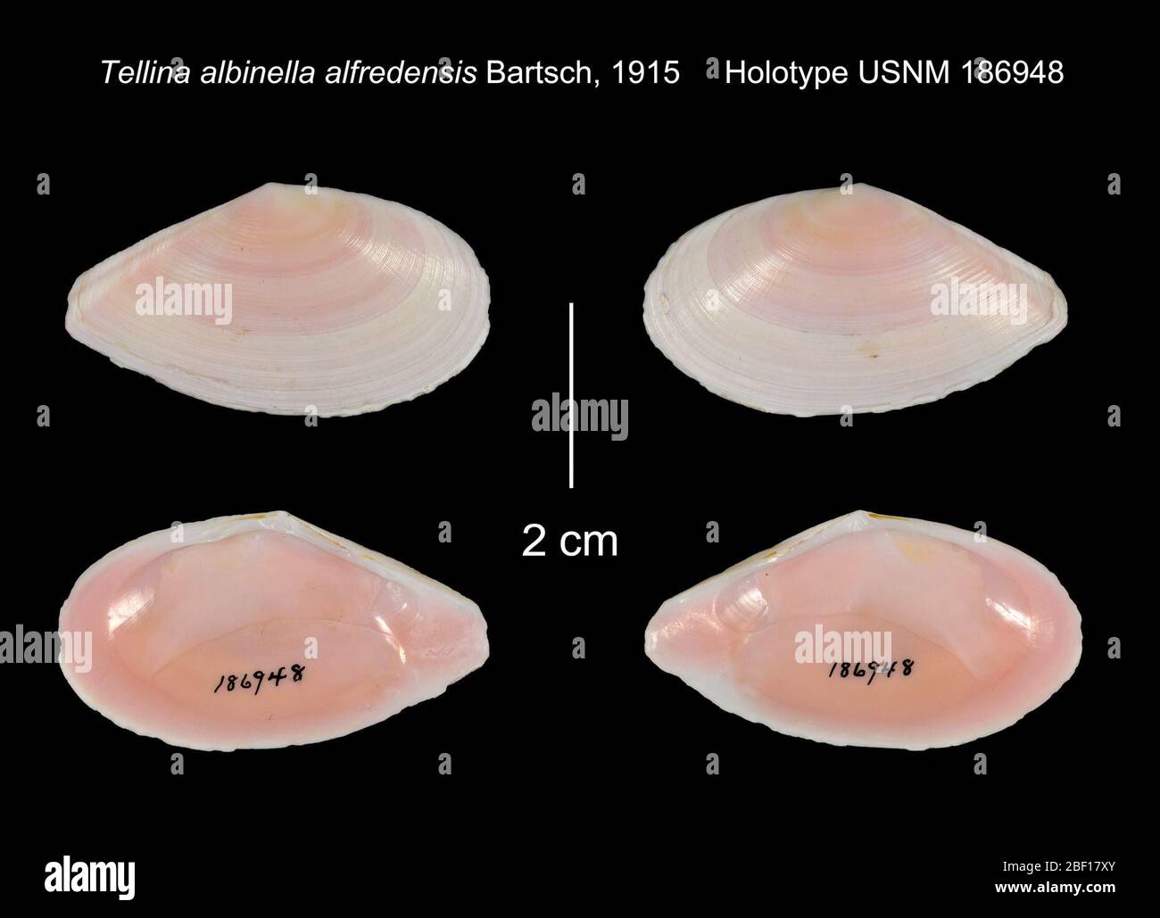 Tellina albinella alfredensis. 3 Mar 20161 Stock Photo - Alamy