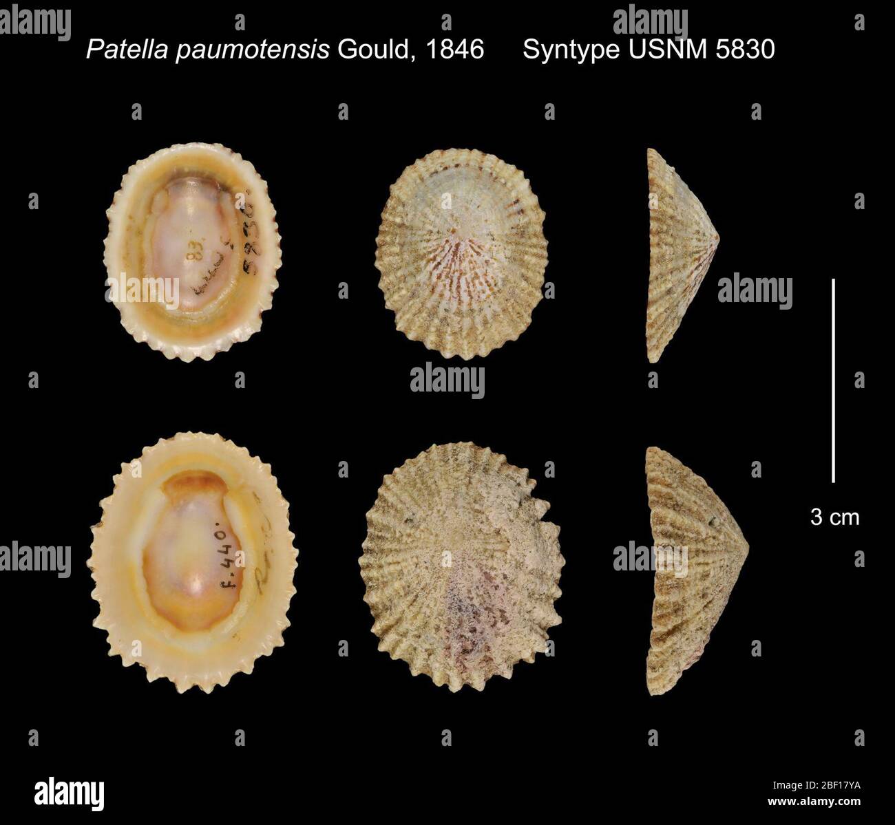 Patella paumotensis. 20 Jan 20162 Stock Photo - Alamy