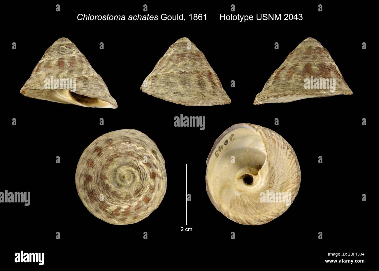 Achates hi-res stock photography and images - Alamy