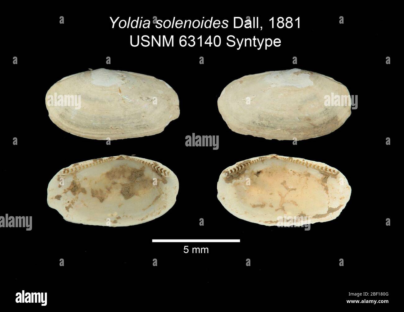 Solenoides hi-res stock photography and images - Alamy