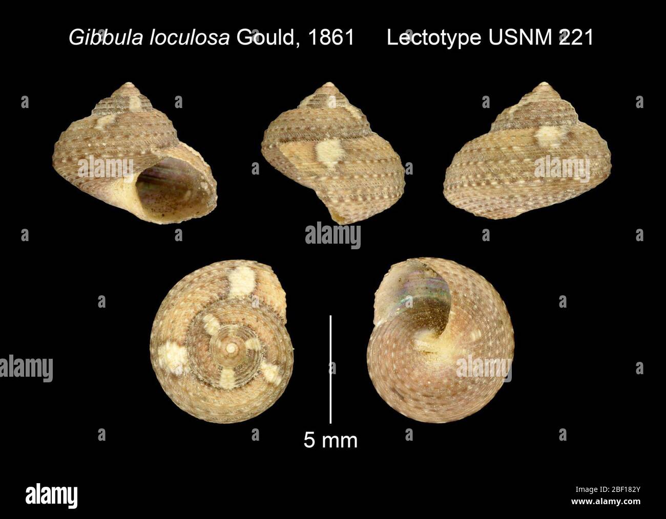 Gibbula hi-res stock photography and images - Alamy